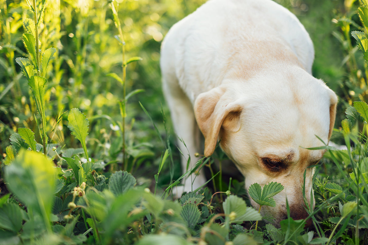 Hund Frisst Regenwurmer