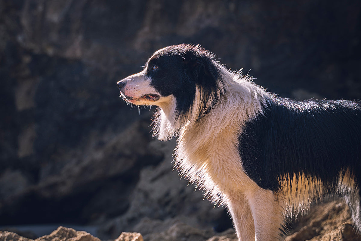 Lachsöl für Hunde – wertvolle Futterergänzung – Wuff's Best