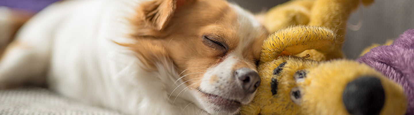 Hundespielzeug aus Plüsch - Langlebig und lustig für alle Hunde – Wuff ...